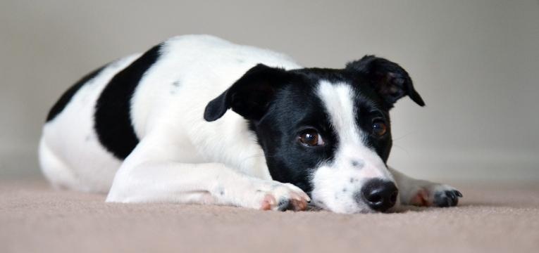 Coprofagia: aprenda a lidar com o problema do seu cão